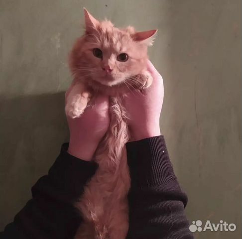 Котик - солнышко в дар