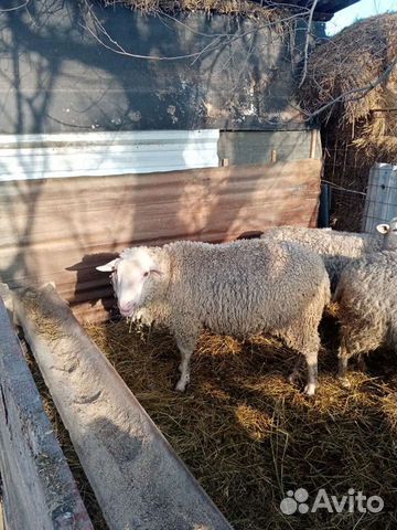 Баран тексель