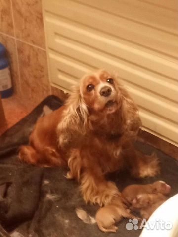 Кокер спаниель