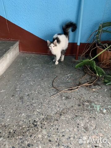 Котятат