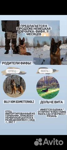 Щенки немецкой овчарки из питомника