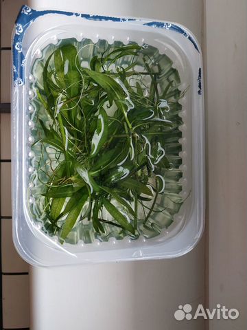 Эхинодорус амазонка