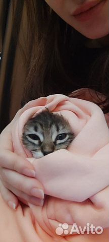 Котёнок 2.5 месяца мальчик