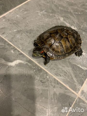 Красноухая черепаха