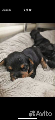 Малышка йорк