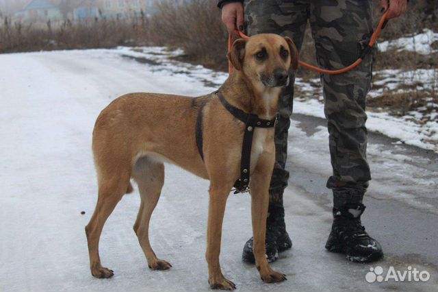 Собака Альфа в добрые руки