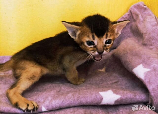 Фавн, сорель и дикий окрас абиссинчики