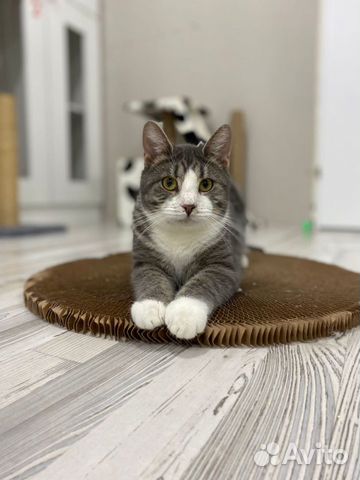 Усатый полосатый Енисей в добрые руки