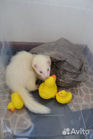 Хорек с клеткой