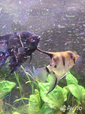 Скалярия взрослая самец