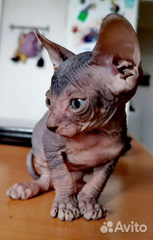 Канадский сфинкс котенок