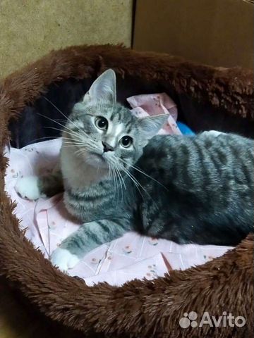 Котик Шаня ищет дом