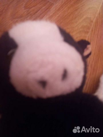 Корова домашняя не кусается