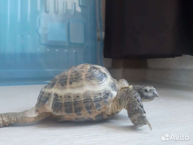 Черепаха сухопутная