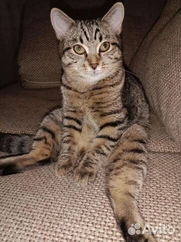 Кошечка 6 месяцев