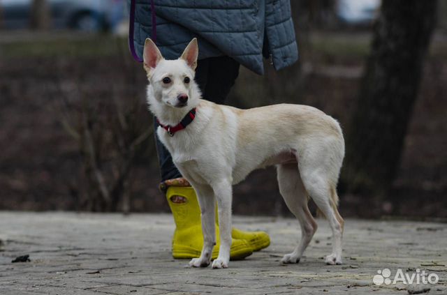Ищет дом не большая Собака Снежа