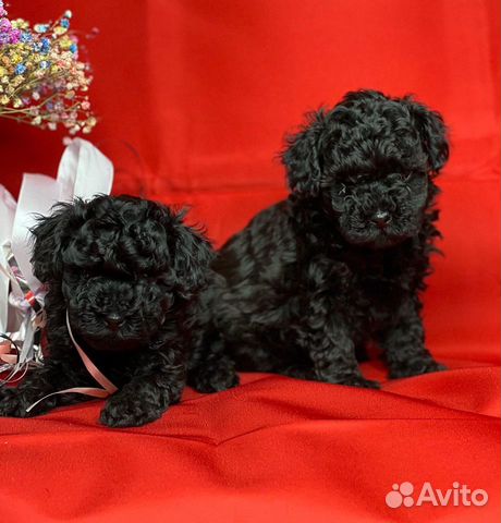 Щенки мальтипу мини