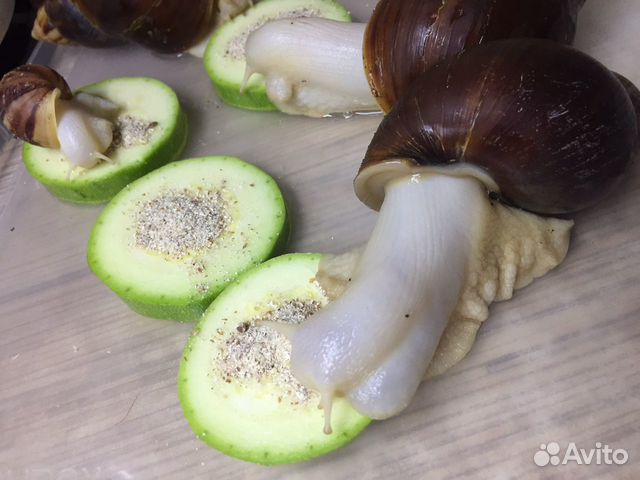 Улика ахатина фулика альбио