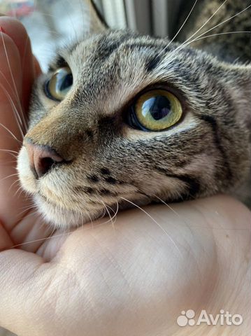 Котик
