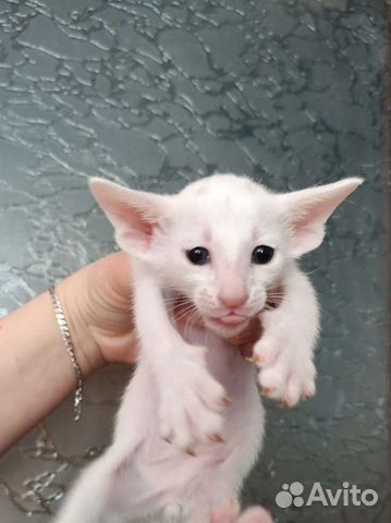 Ори мальчик