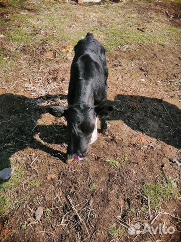 Телята бычки