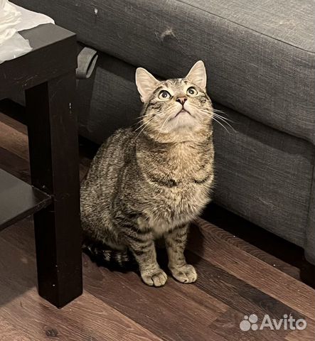 Деревенский котик Бублик тоскует по дому