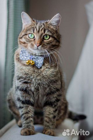 Кошка Триша ищет мам и пап
