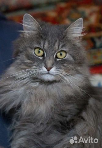 Красотка Элис в добрые руки