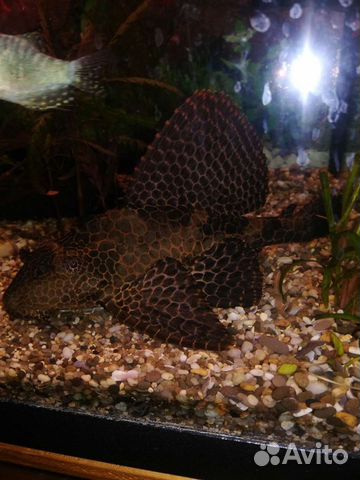 Анциструс Парчовый сом