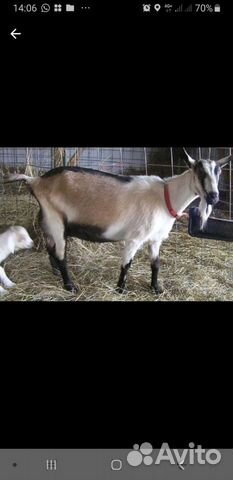 Чешские козы козлята