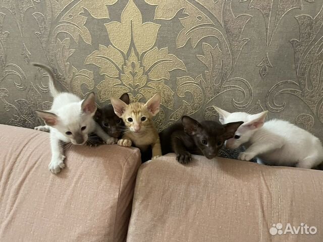 Ориентальные котята