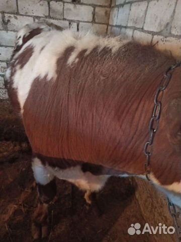 Бычк 2года