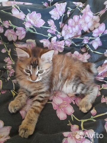 Курильский бобтейл