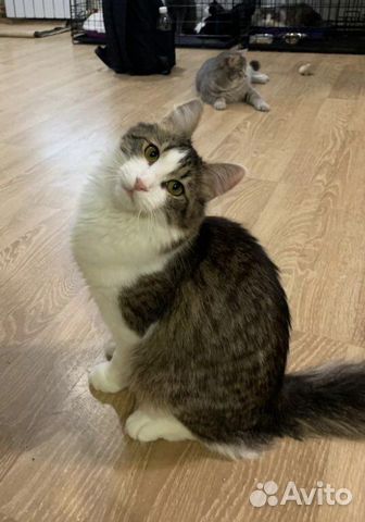 Кот Саймон