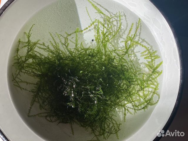 Мох аквариумный стринги (Stringy)