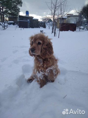 Вязка Английский Коккер Спаниель мальчик