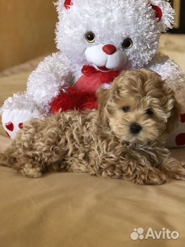 Мальтипу mini Ф1 Мальчик