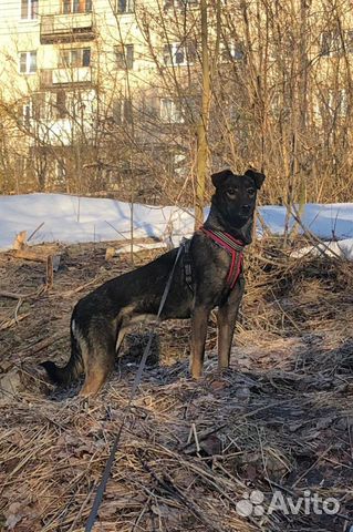 Собака Тая ждет семью