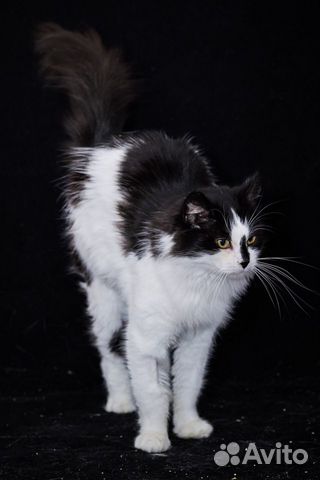 Танцующая Опера ищет родителей