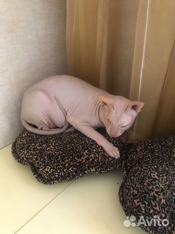 Донской сфинкс, поиглашает на вязку