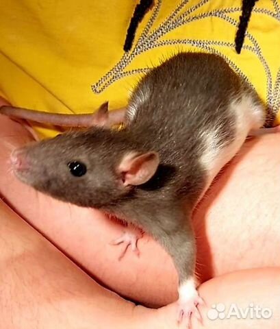Крыса дамбо и сиамская
