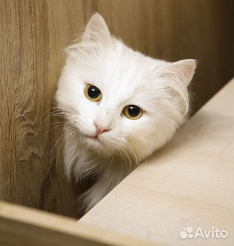 Митя белый пушистый ангел
