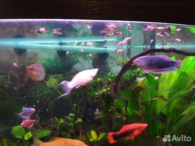 Мальки моллинезий / пецилий