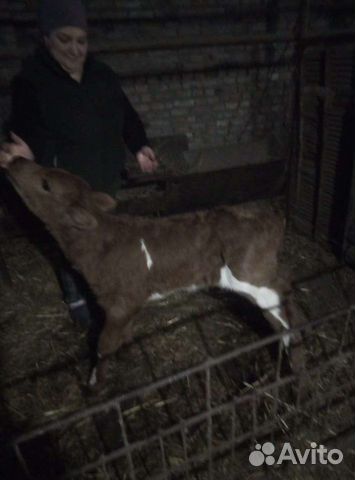 Телята бычки