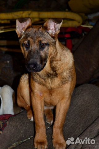 Щенок ищет семью