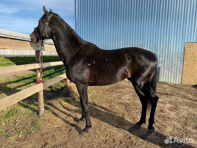 Жеребец на случку