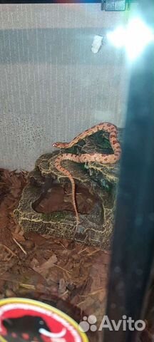 Маисовый полоз