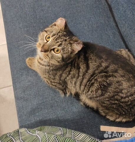 Замечательный паренёк вангоша