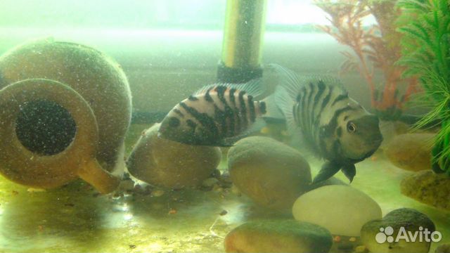 Цихлиды чернополосые