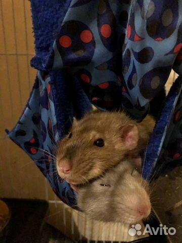 Продам двух крыс с клеткой